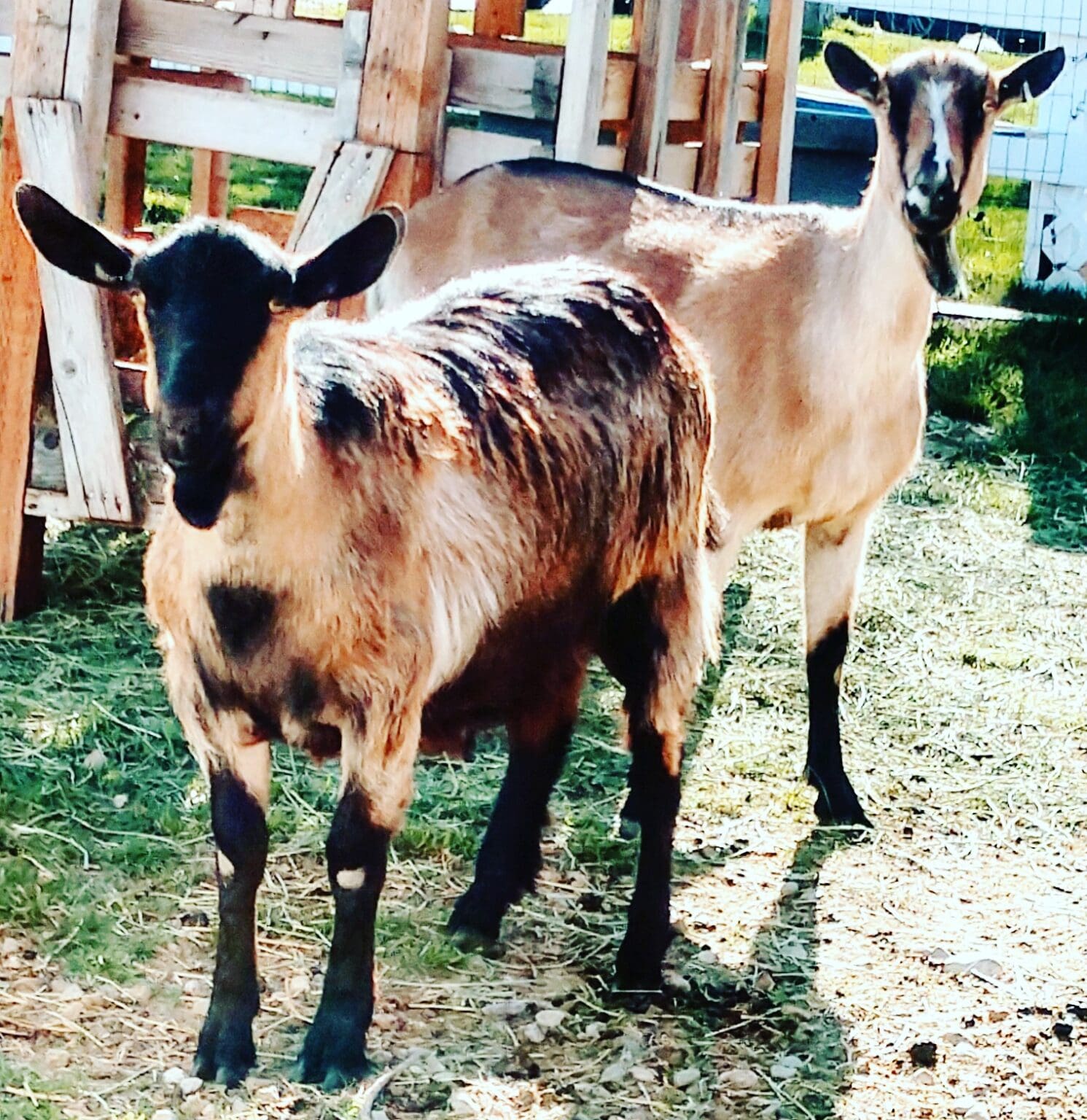 Goats – Ripple Ranch Idaho