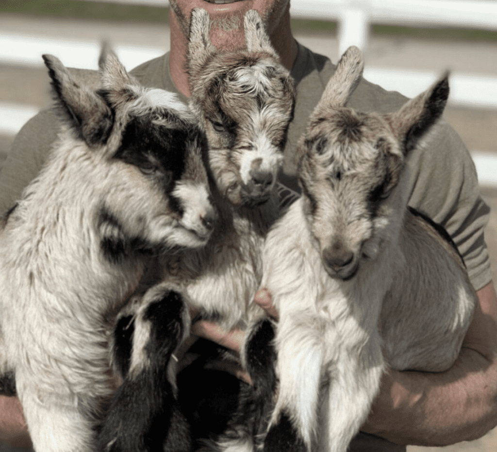 Goats – Ripple Ranch Idaho