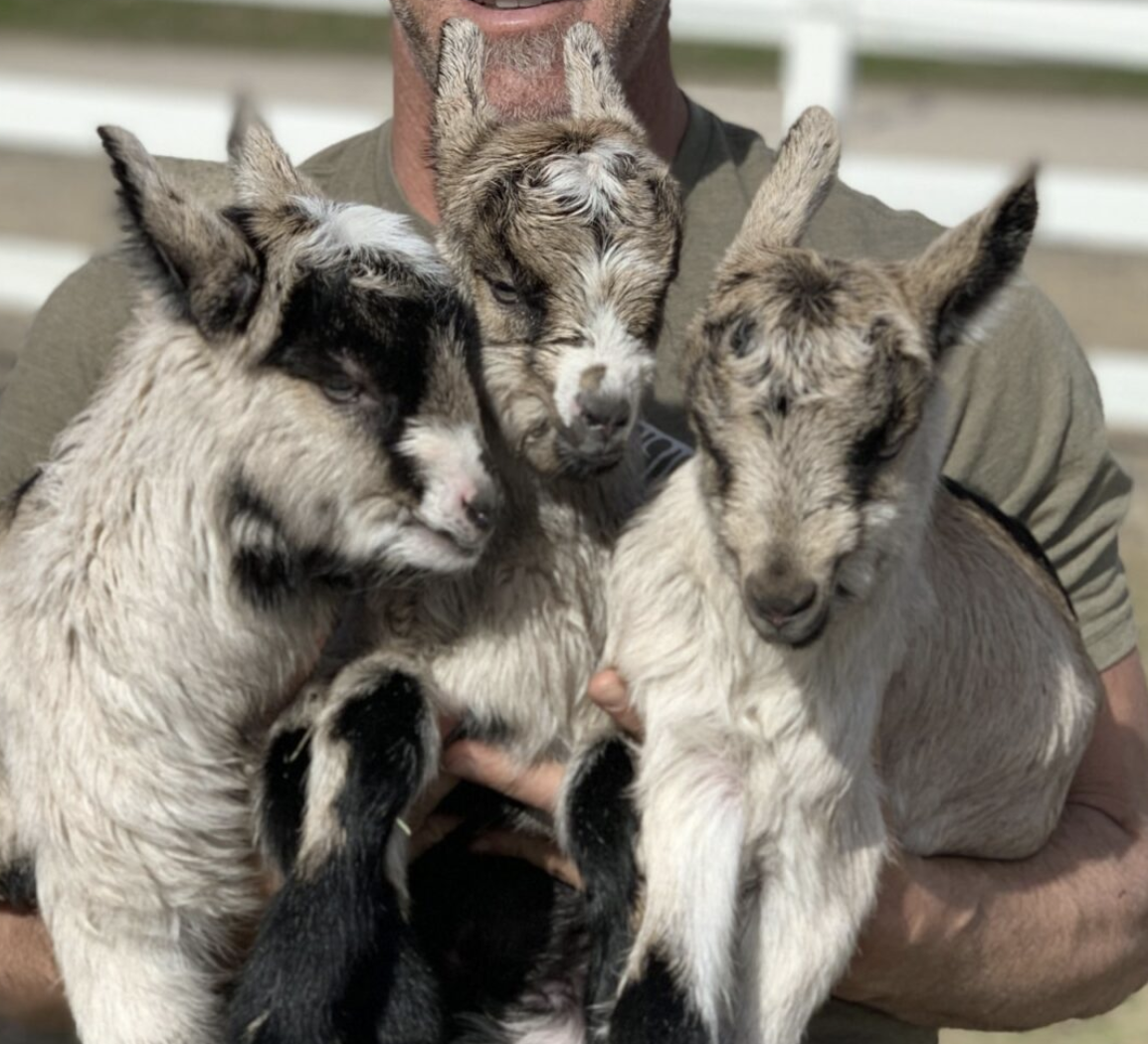 Goats – Ripple Ranch Idaho